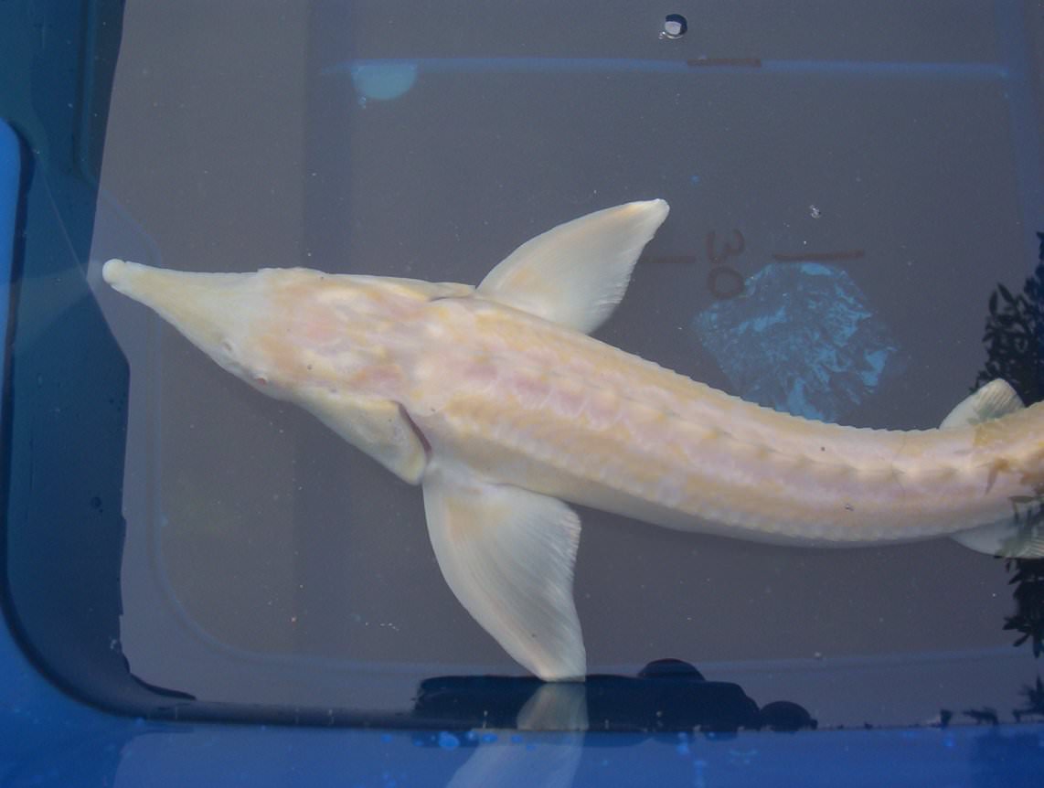 albino steur – Vijvervissen, koi en waterdieren – Forum