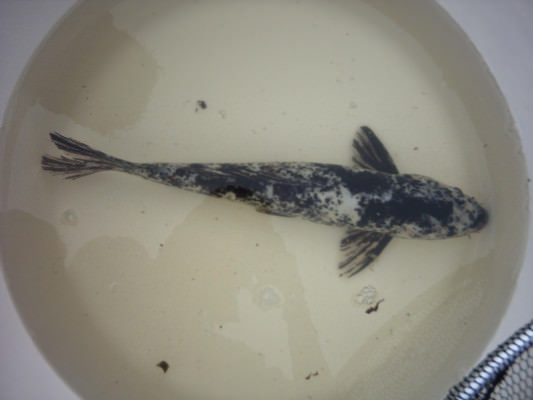 weet er iemand de naam van deze koi – Vijvervissen, koi en waterdieren ...