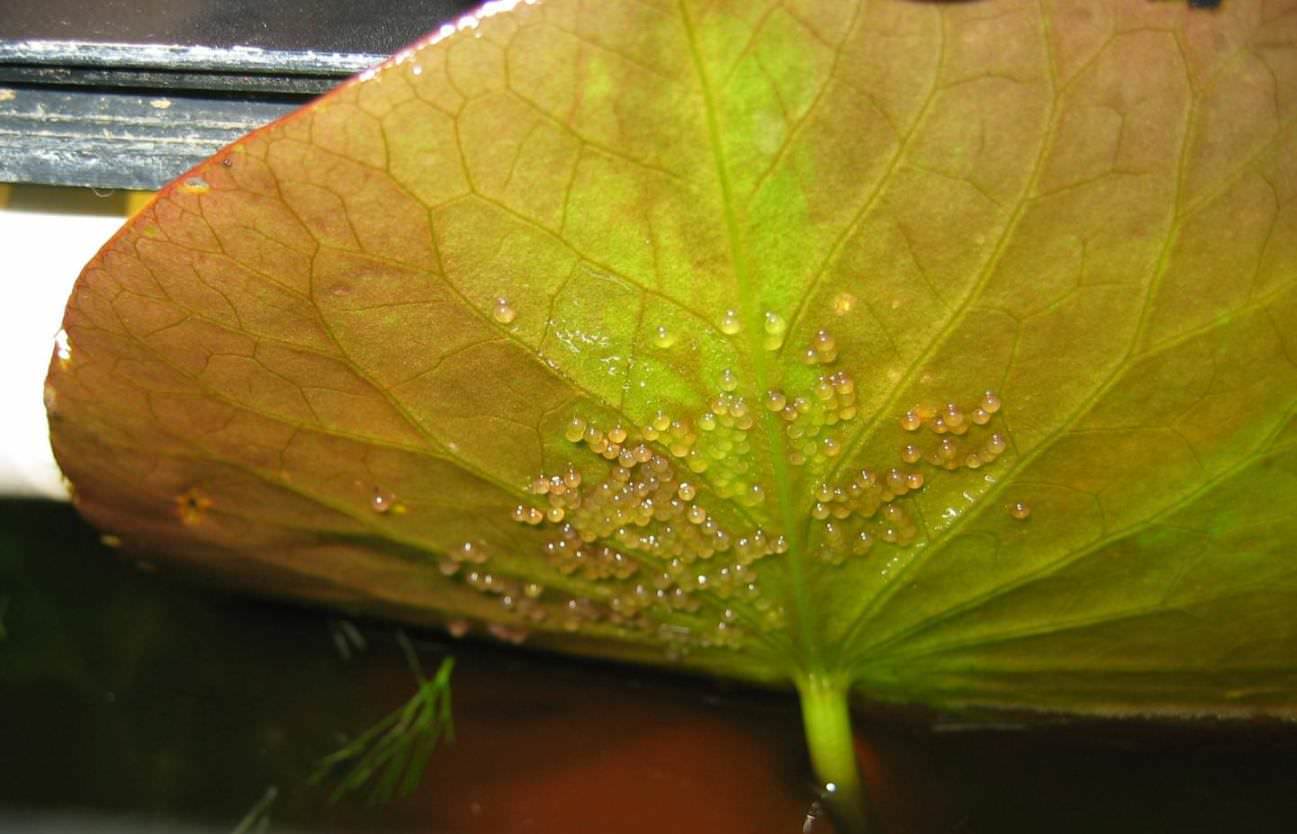 Zijn dit visseneieren ? – Vijvervissen, koi en waterdieren – Forum